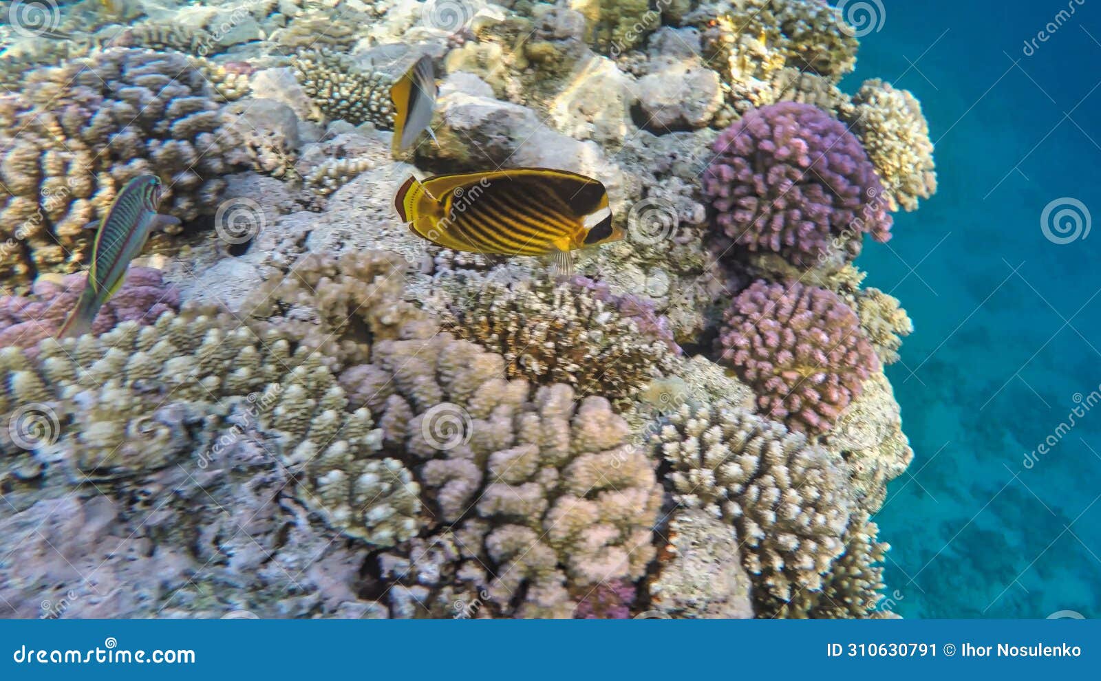 Colorful Fish on a Coral Reef. Red Sea Stock Image - Image of water ...