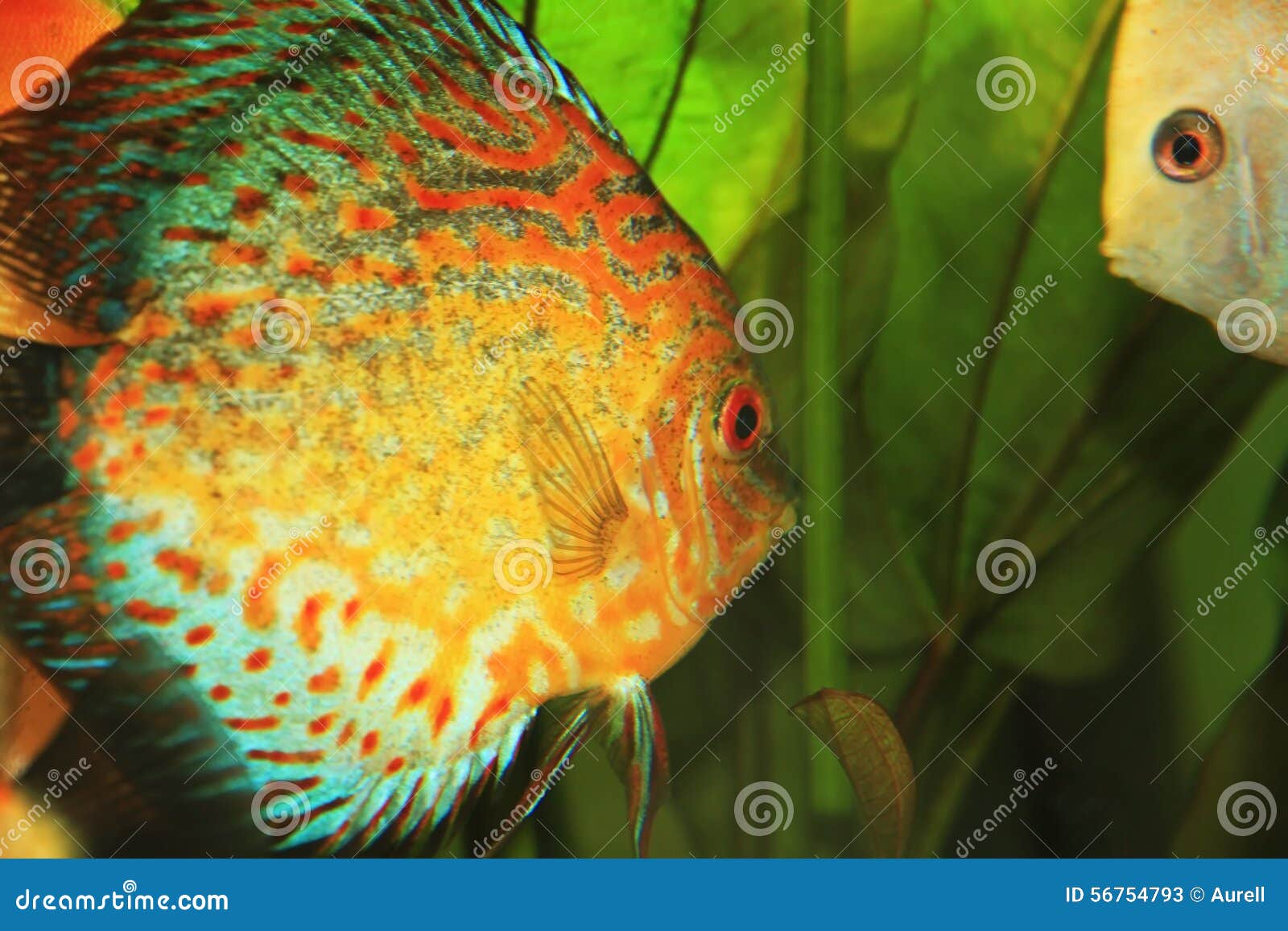 Colorful discusfish stock image. Image of lives, discus - 56754793