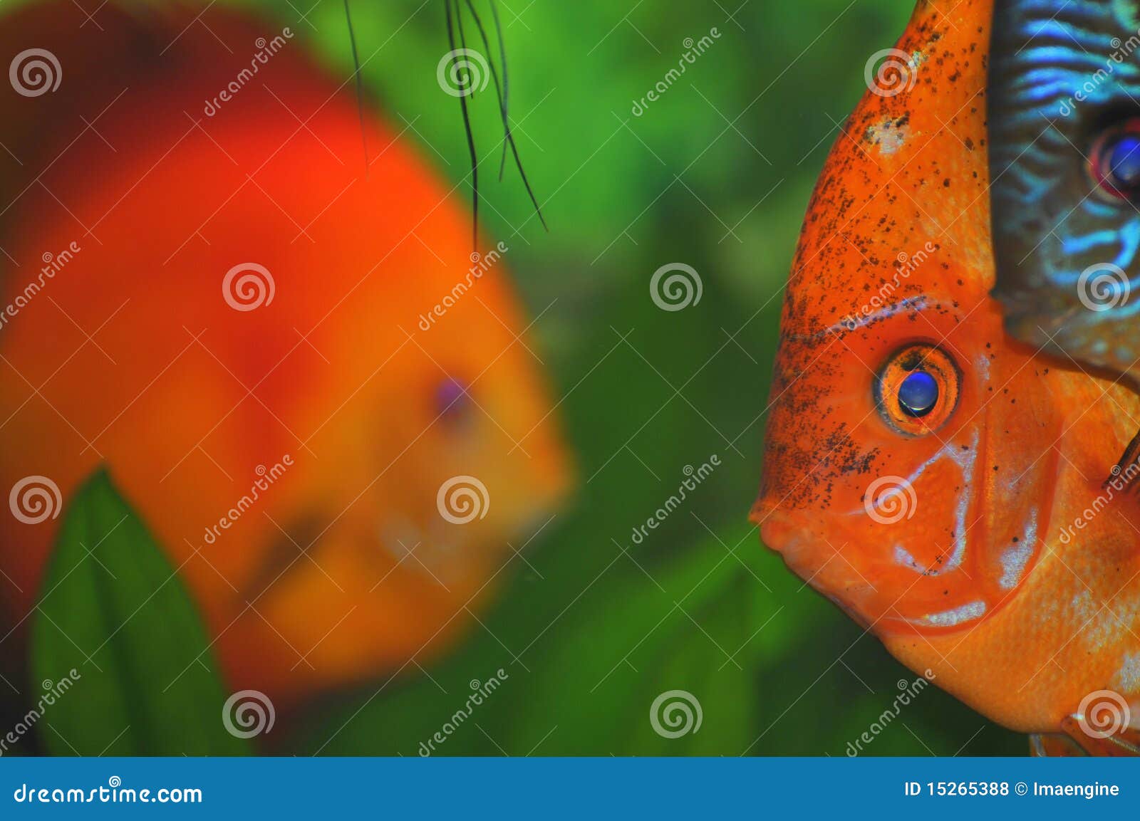 Colorful Fish Faces (tropical Aquarium Fish) Stock Photo - Image of ...