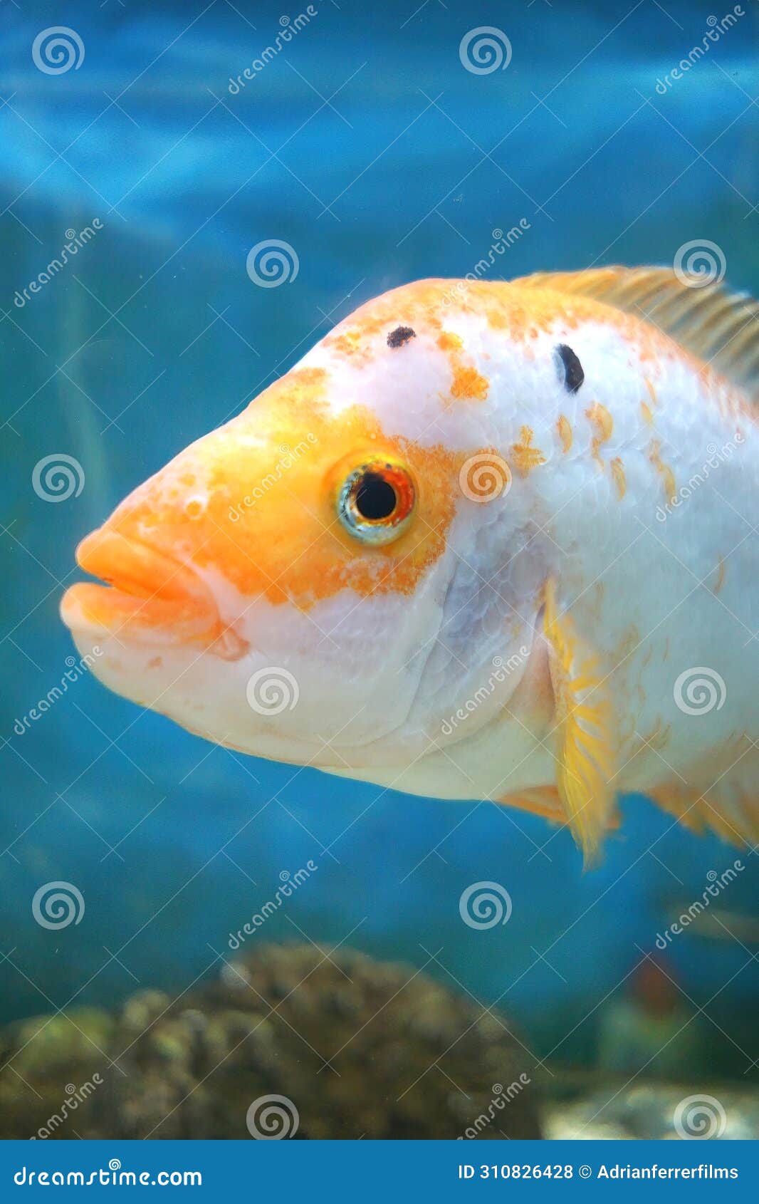 Colorful Fish Facing Forward in Clear Blue Stock Photo - Image of face ...