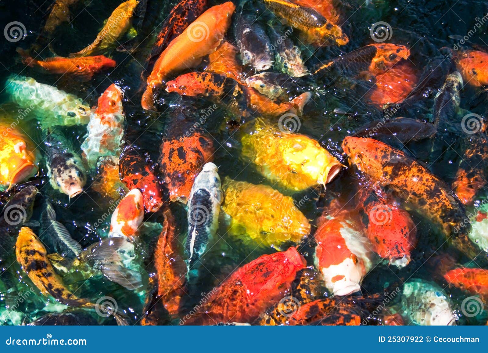 Colorful Fish Feeding stock photo. Image of variety, closeup - 25307922