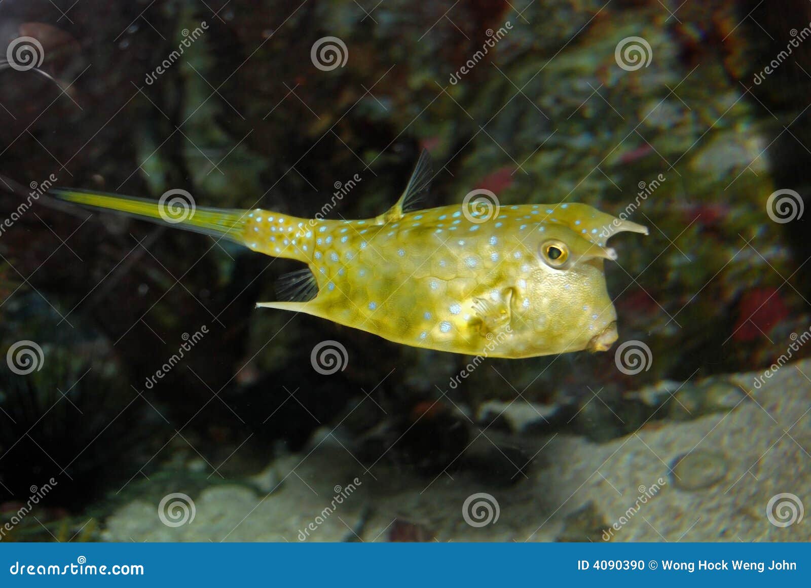 Colorful Fish Inside the Aquarium Stock Photo - Image of aquarium ...