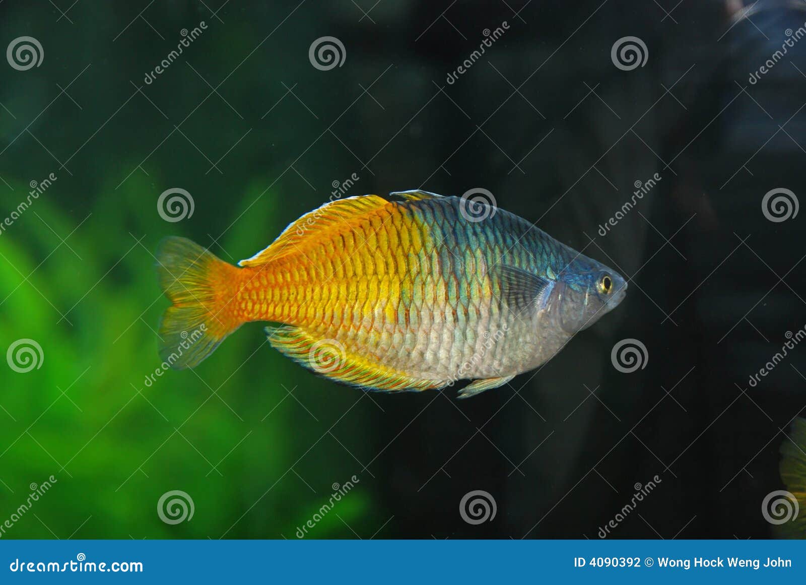 Colorful Fish Inside the Aquarium Stock Photo - Image of stone, coral ...