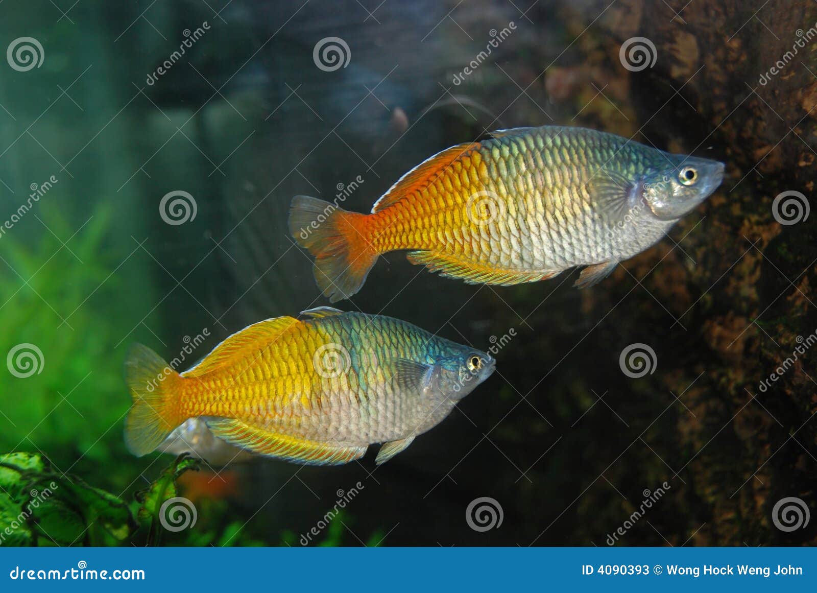 Colorful Fish Inside the Aquarium Stock Image - Image of wave, stone ...