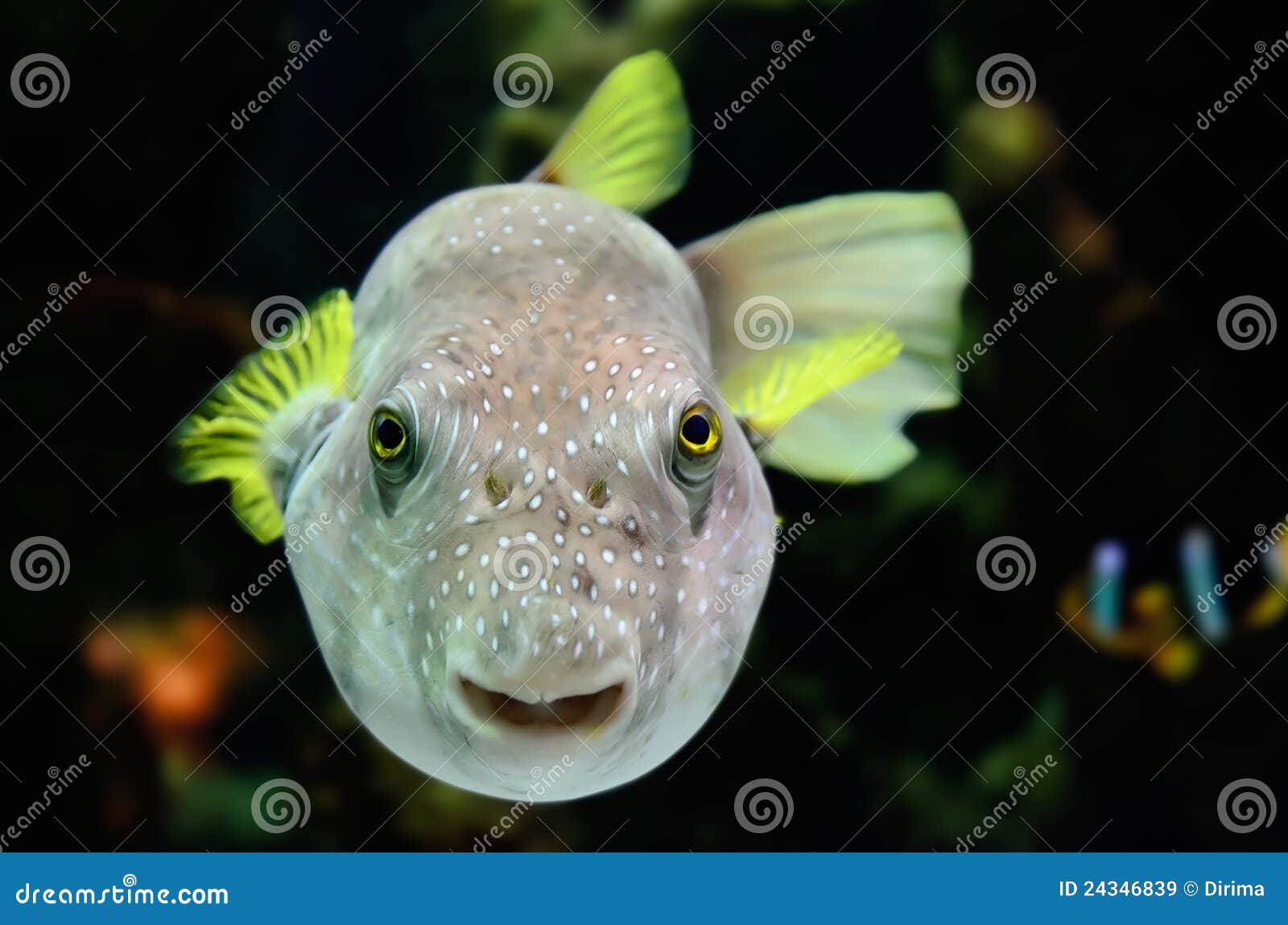 Colorful Fish Looking at Camera. Stock Image - Image of coral, water ...