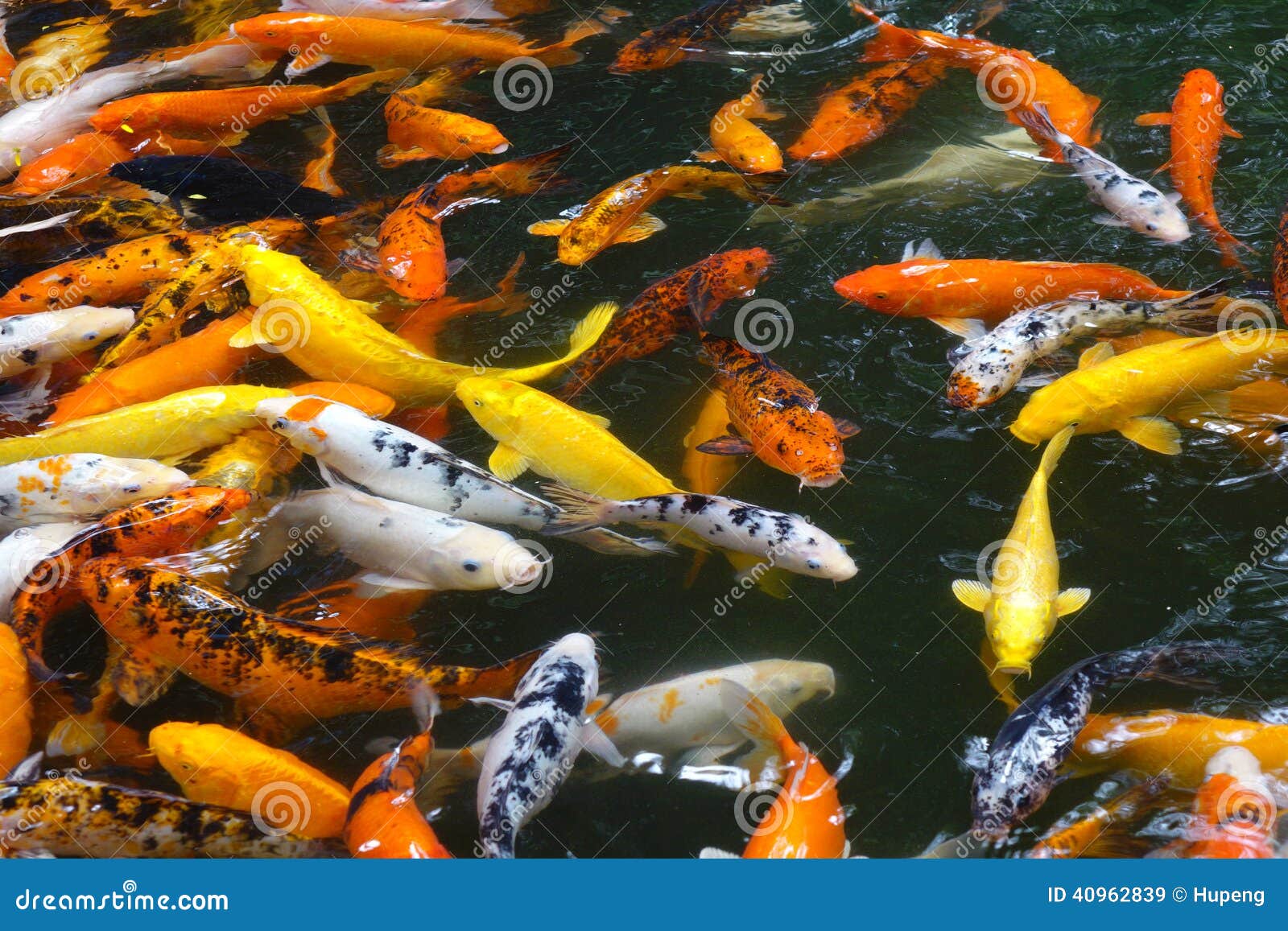 Colorful fish stock image. Image of environment, farm - 40962839