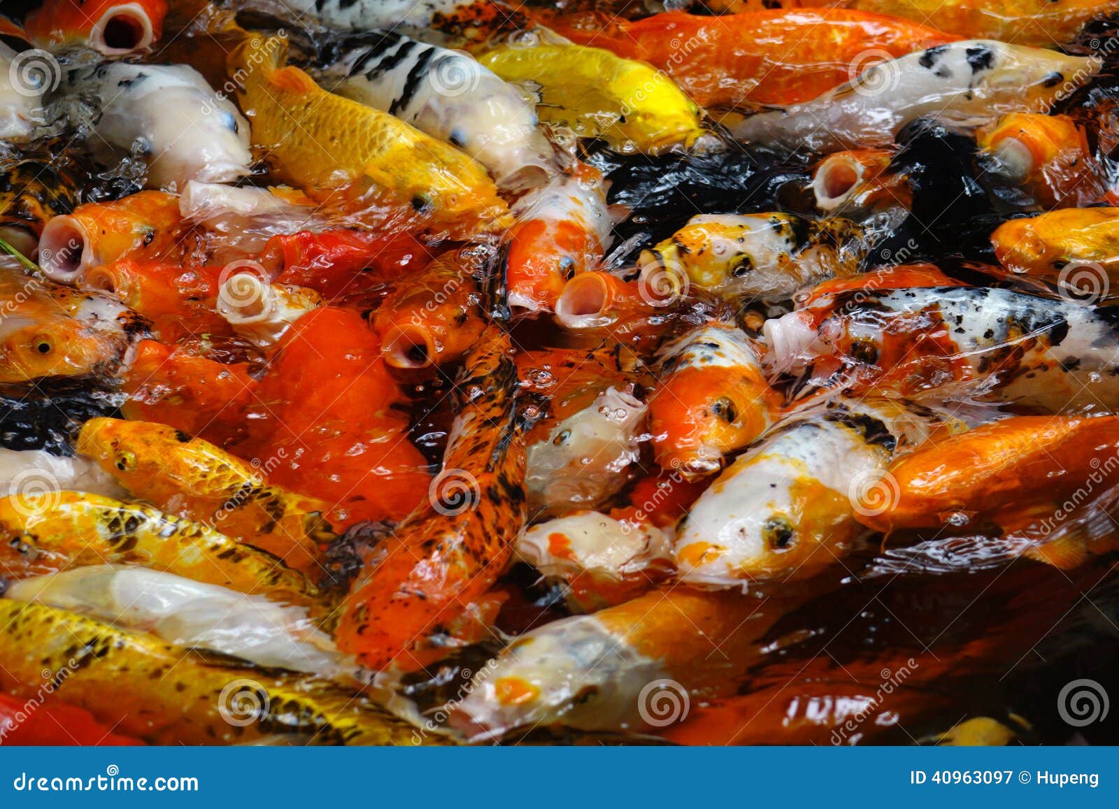 Colorful fish stock image. Image of food, garden, decoration - 40963097