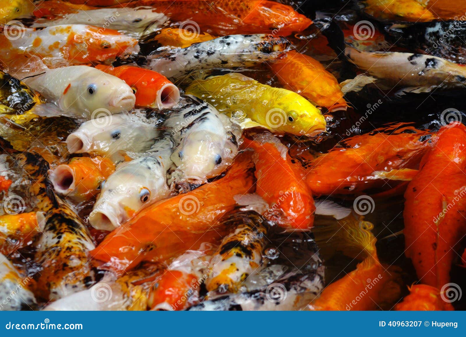 Colorful fish stock image. Image of colorful, decorative - 40963207