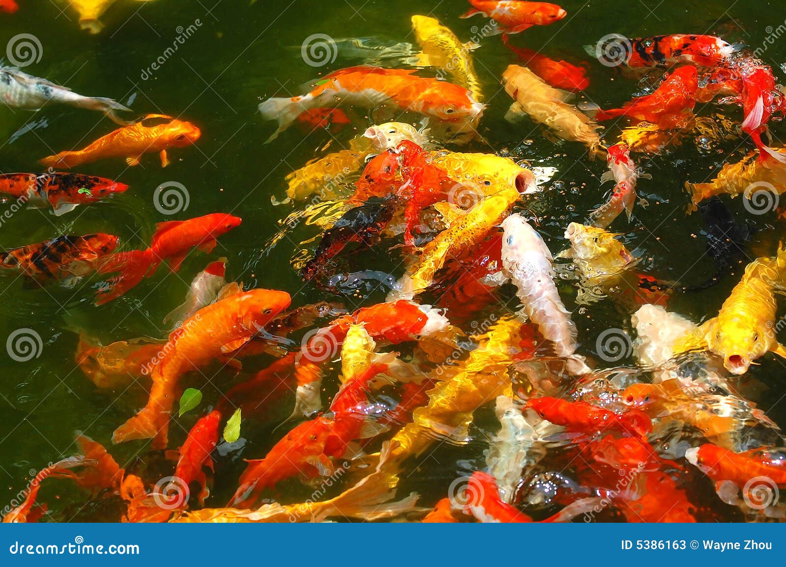 Colorful fish in the pool stock image. Image of compete - 5386163