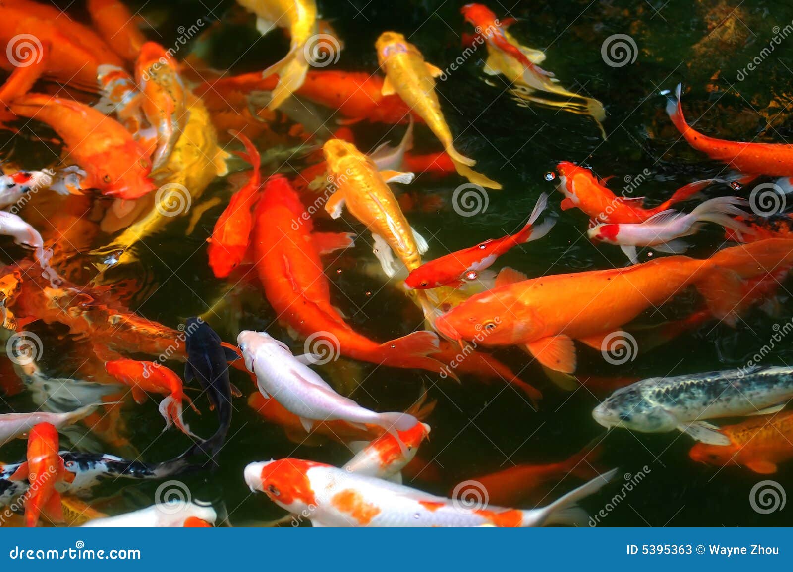 Colorful fish in the pool stock image. Image of nature - 5395363