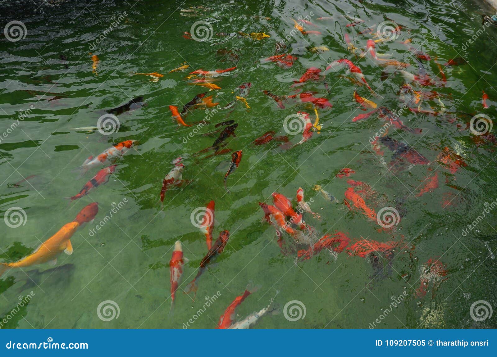 Colorful fish in the pool stock image. Image of china - 109207505
