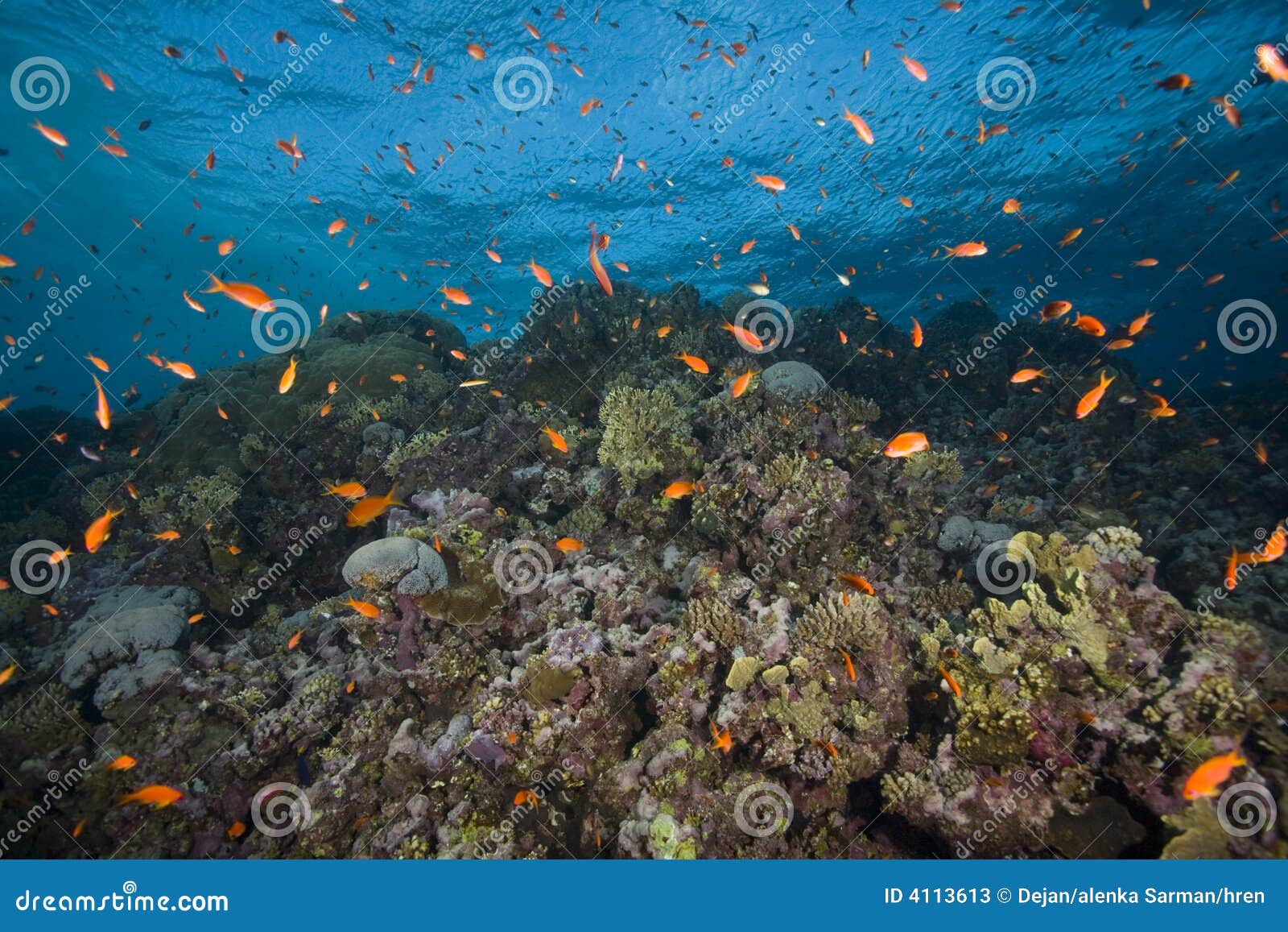 Colorful fish and reef stock image. Image of explore, exotic - 4113613