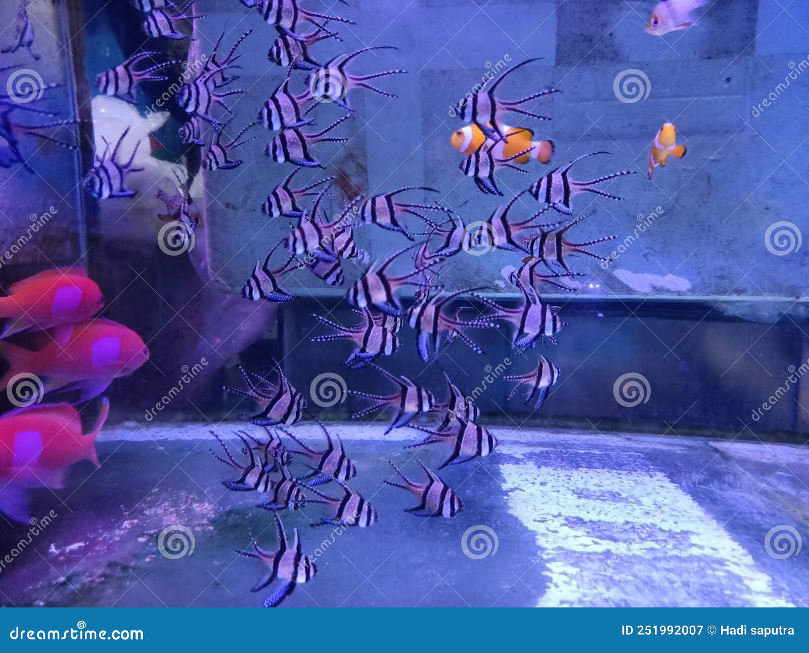 Colorful Fish in the Sea in Groups Swimming Freely Stock Image - Image ...