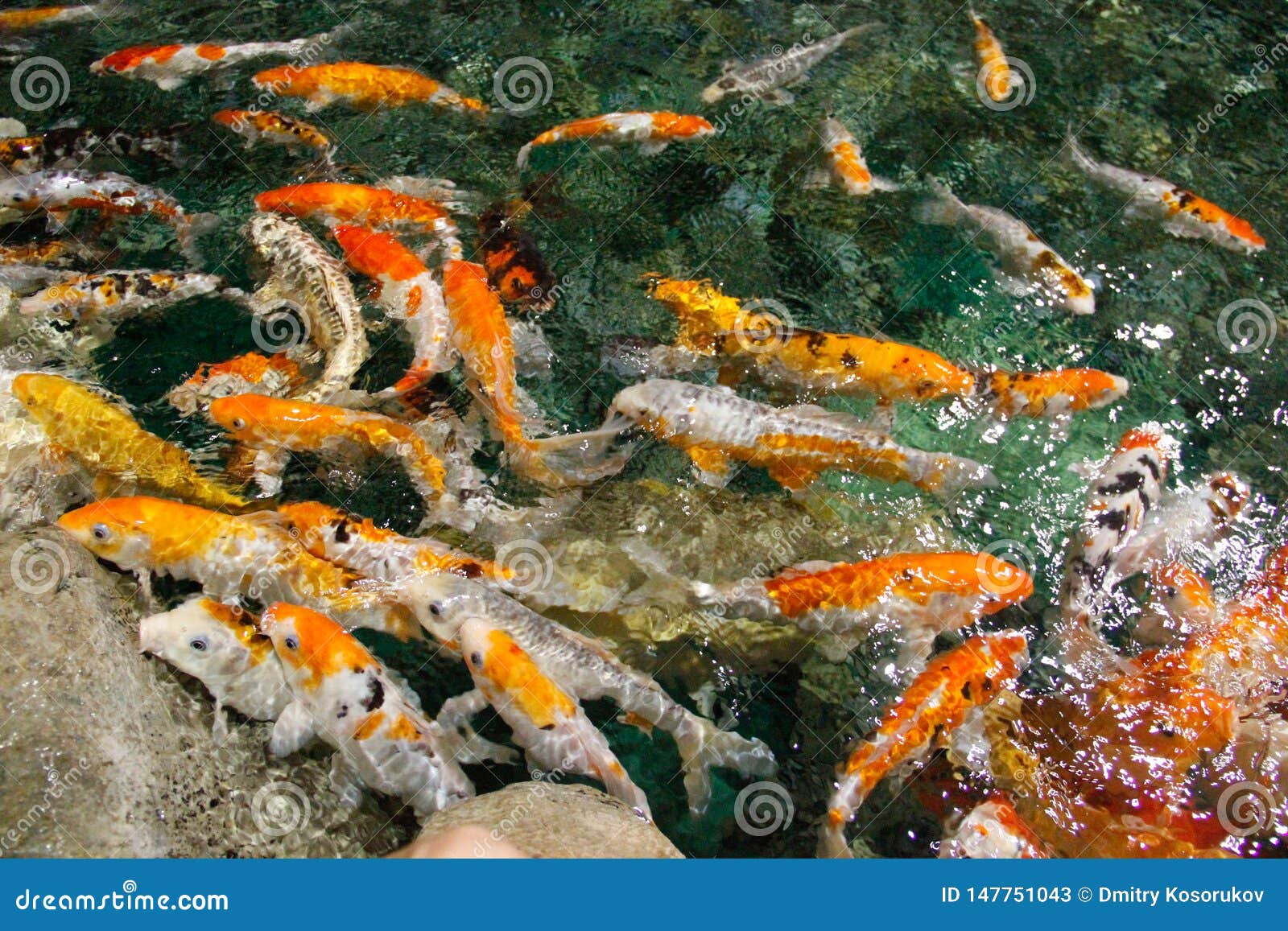 Colorful fish in sea water stock image. Image of saltwater - 147751043