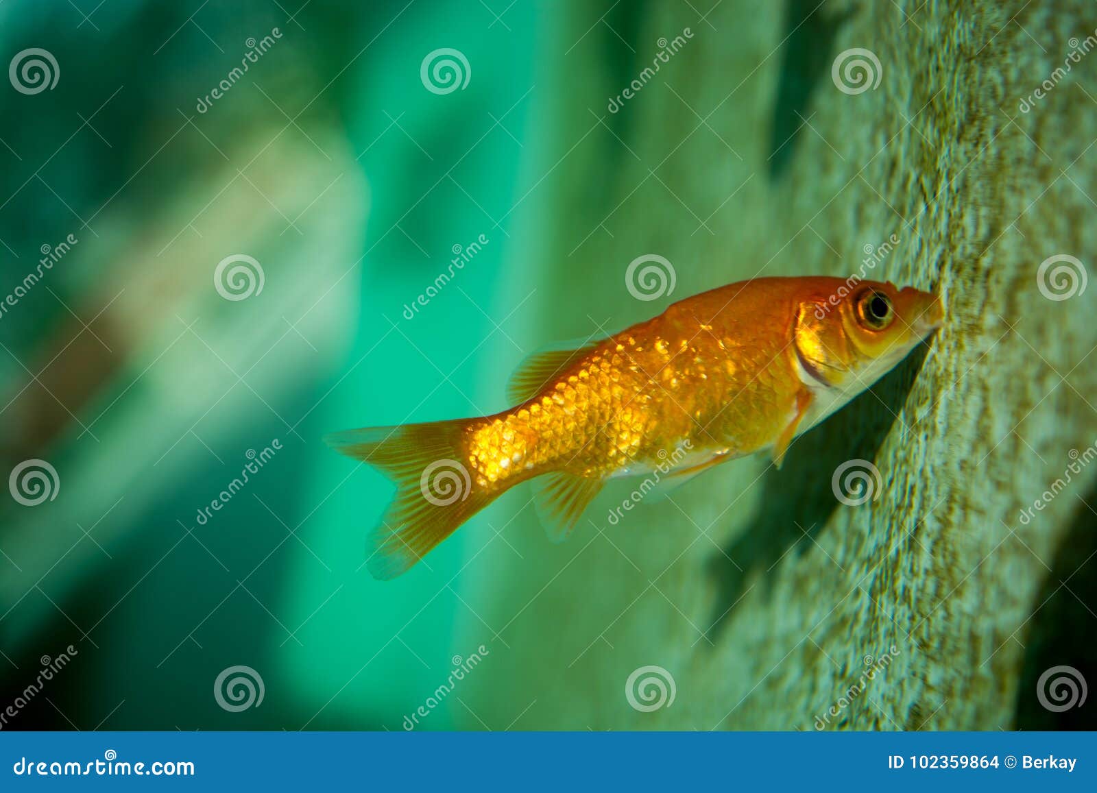 Colorful Fish Swimming in Aquarium Stock Photo - Image of pets, aquatic ...