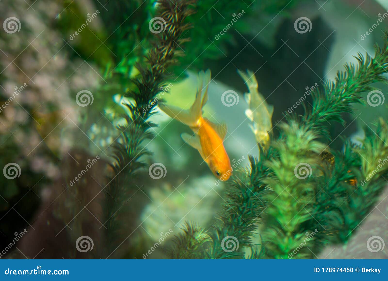 Colorful Fish Swimming in Aquarium Stock Photo - Image of colorful ...