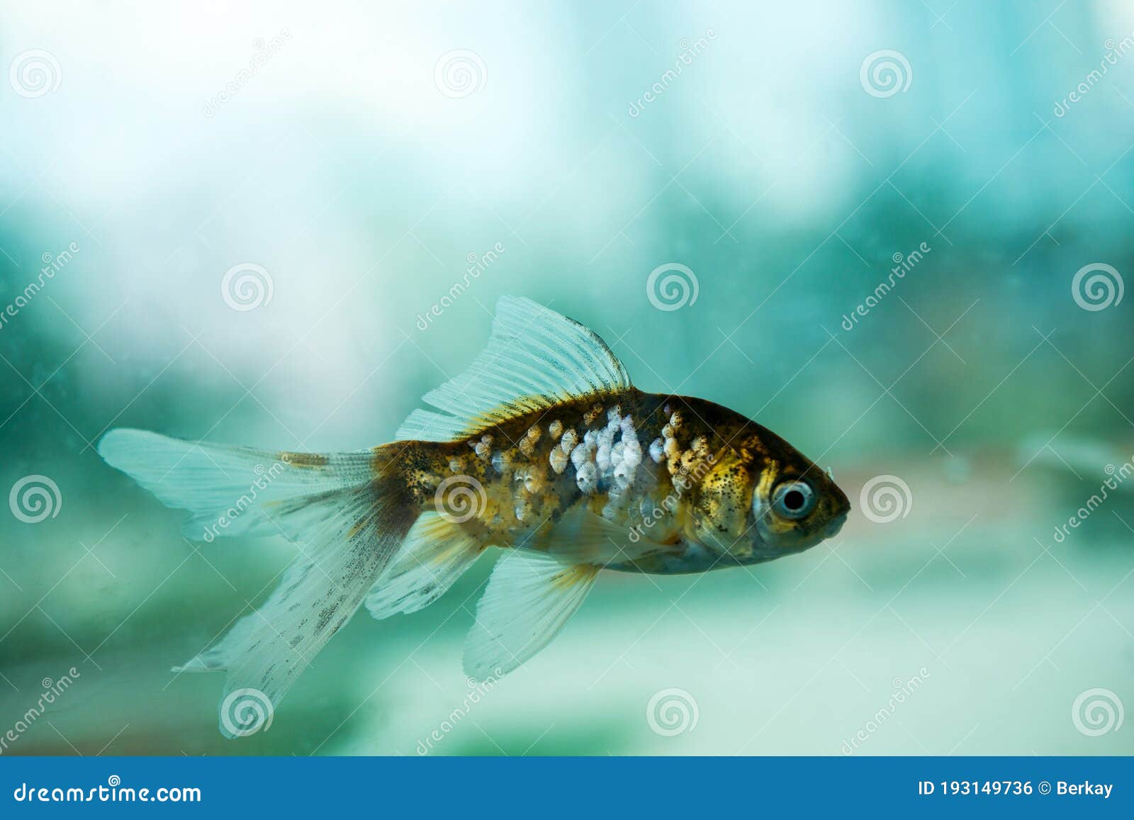 Colorful Fish Swimming in Aquarium Stock Photo - Image of nature ...