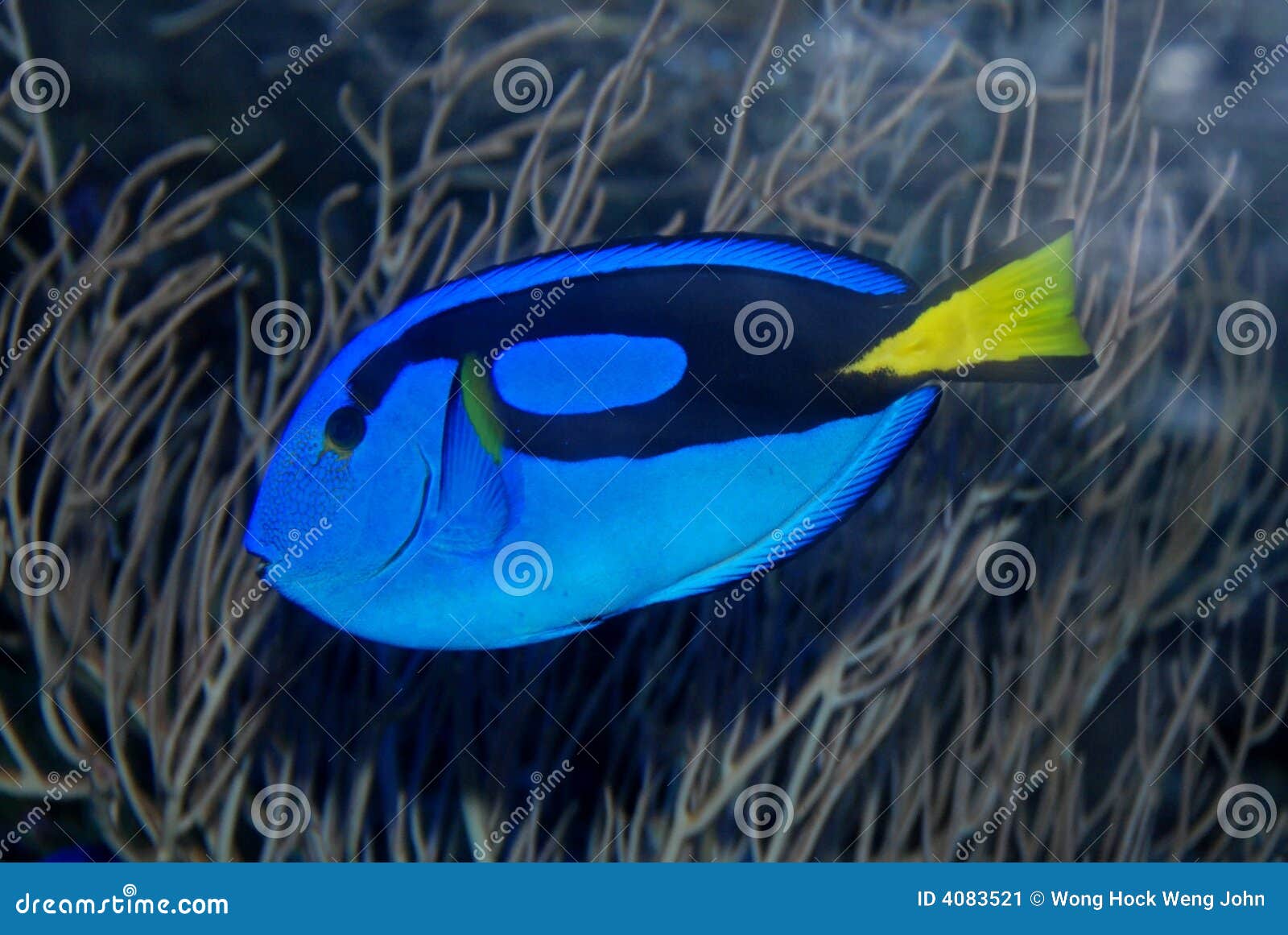 Colorful Fish Swimming in the Aquarium Stock Image - Image of marine ...