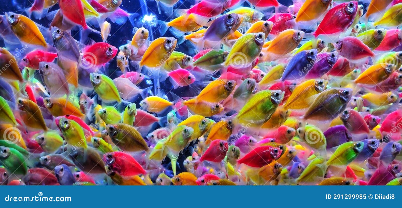 Colorful Fish Swimming in the Aquarium Tank Stock Image - Image of ...