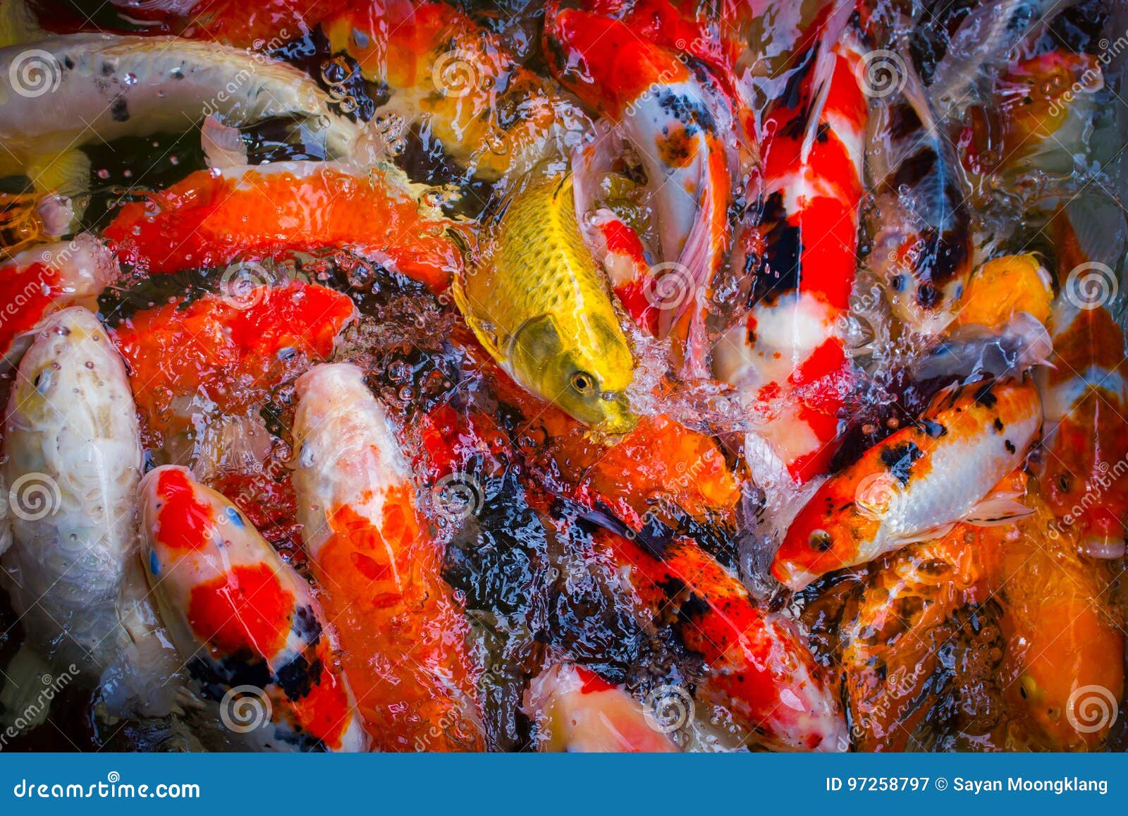 Colorful Fish Swimming in a Crowded Pond. Stock Image - Image of asian ...