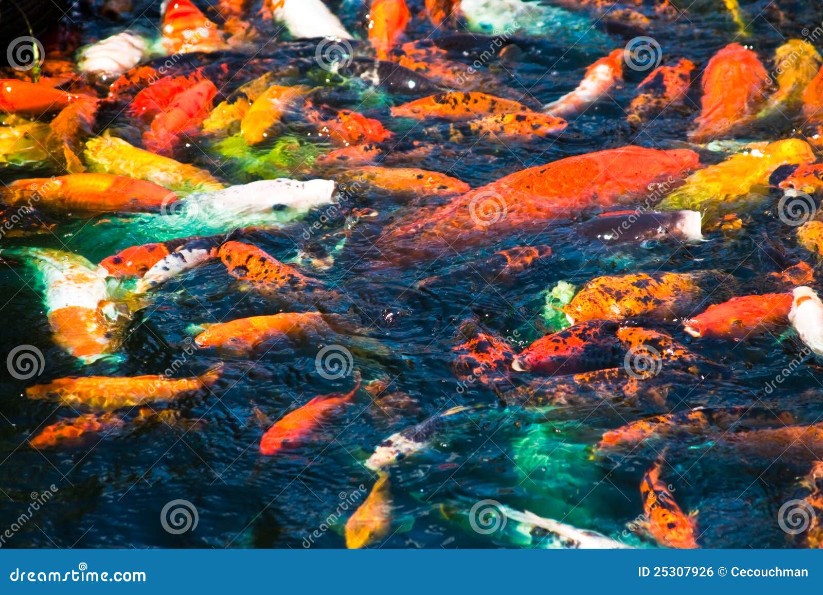 Colorful Fish Swimming in Dark Water Stock Photo - Image of exterior ...