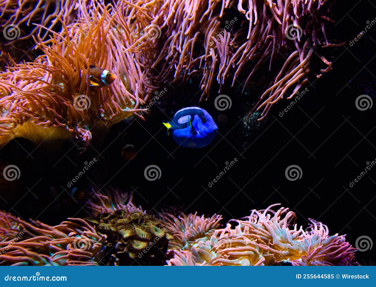Colorful Fish Swimming Inside the Aquarium Stock Image - Image of ...