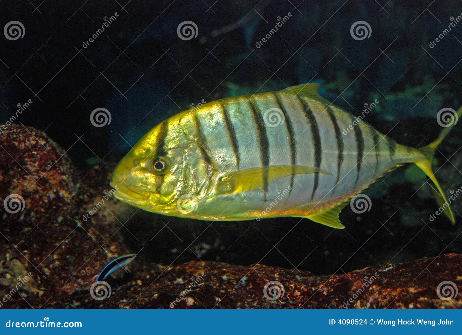 Colorful Fish Swimming Inside the Aquarium Stock Photo - Image of coral ...