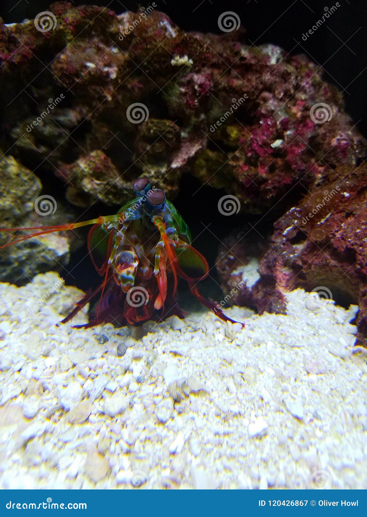 Sea Mantis stock image. Image of fish, mantis, colorful - 120426867