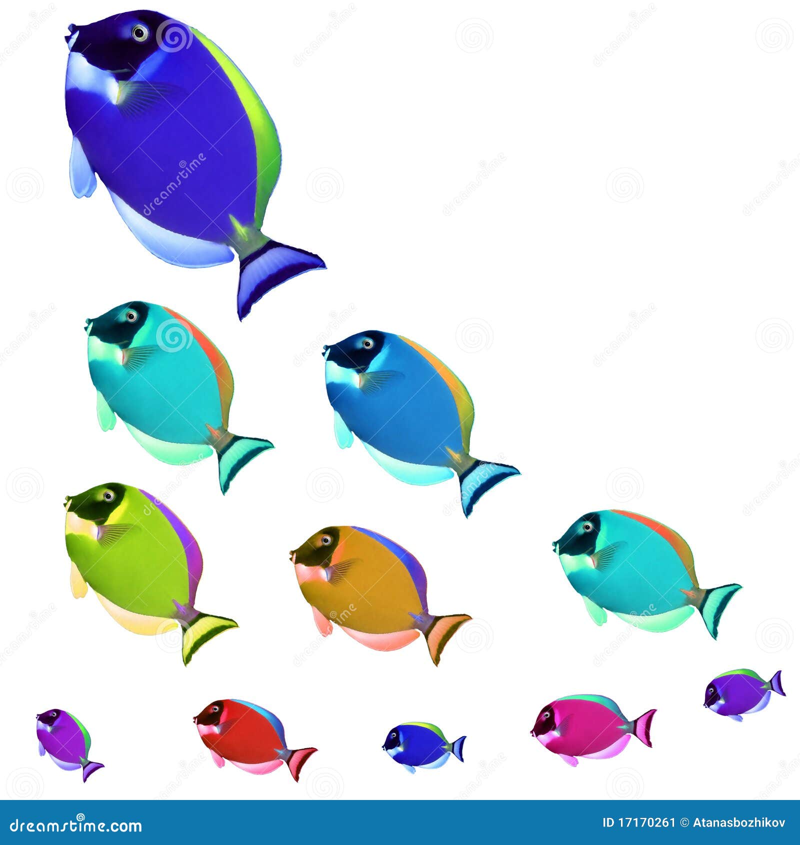 Colorful fishes stock image. Image of color, diving, brothers - 17170261