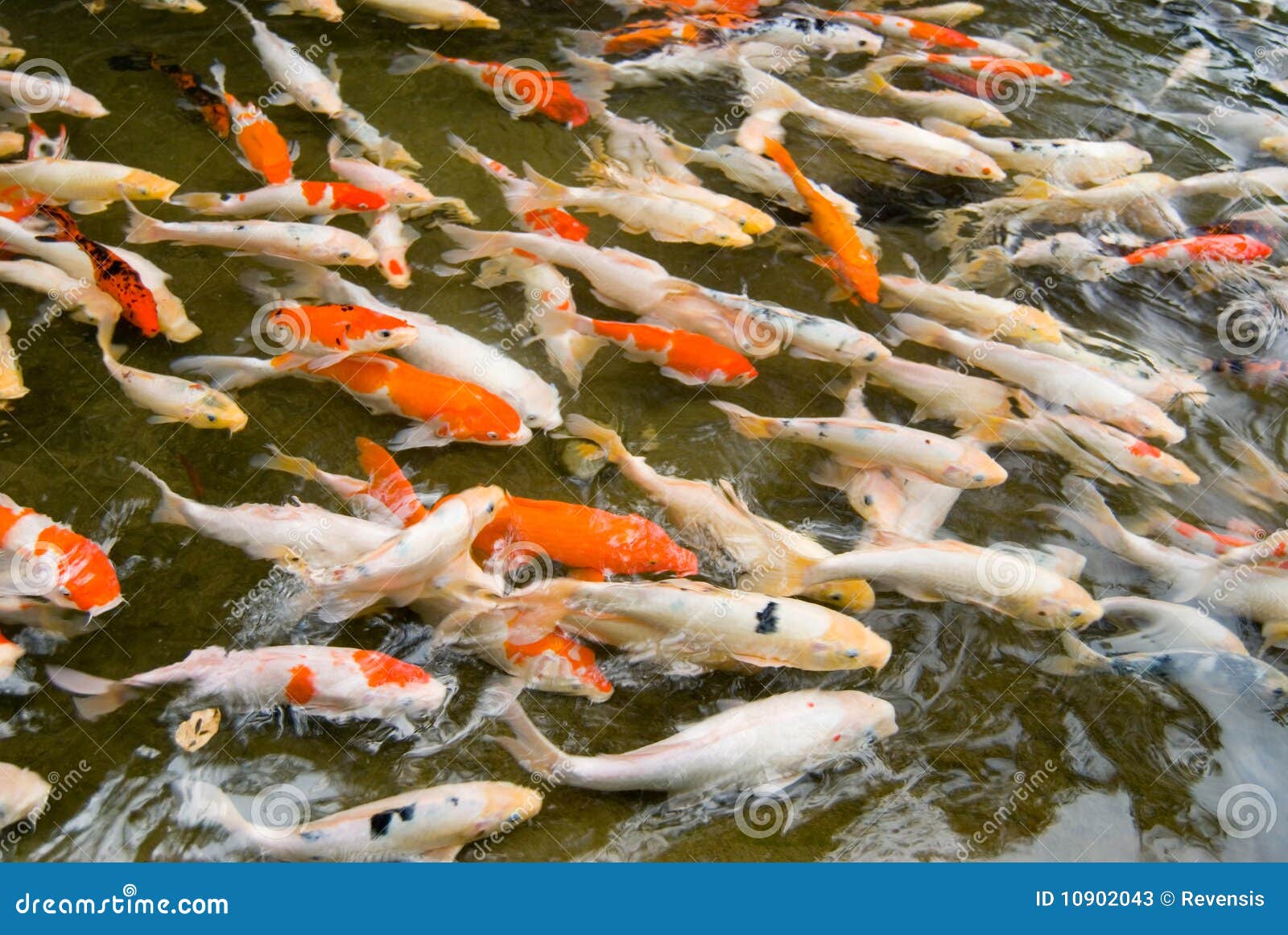 Colorful fishes swimming. stock image. Image of ornamental - 10902043