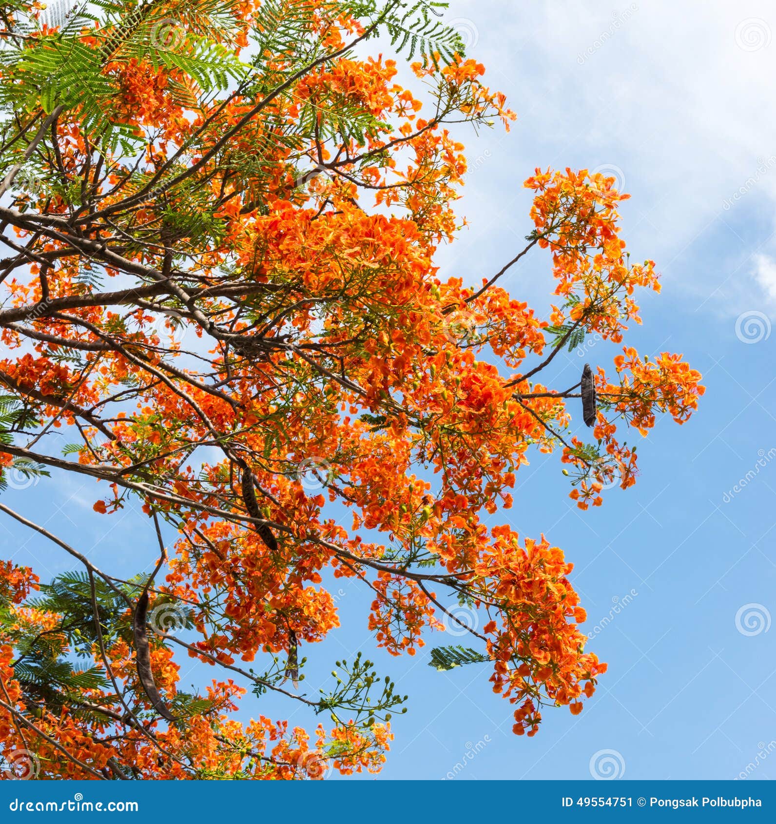 Colorful flame tree stock image. Image of peacock, blossom - 49554751