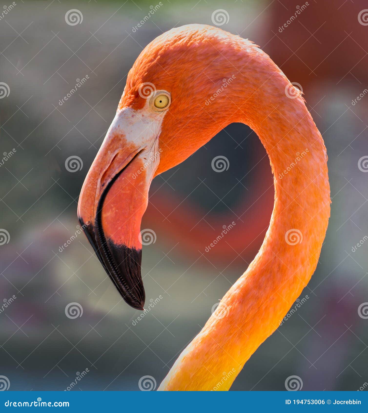 Colorful Flamingo in Profile Facing Left Stock Photo - Image of florida ...