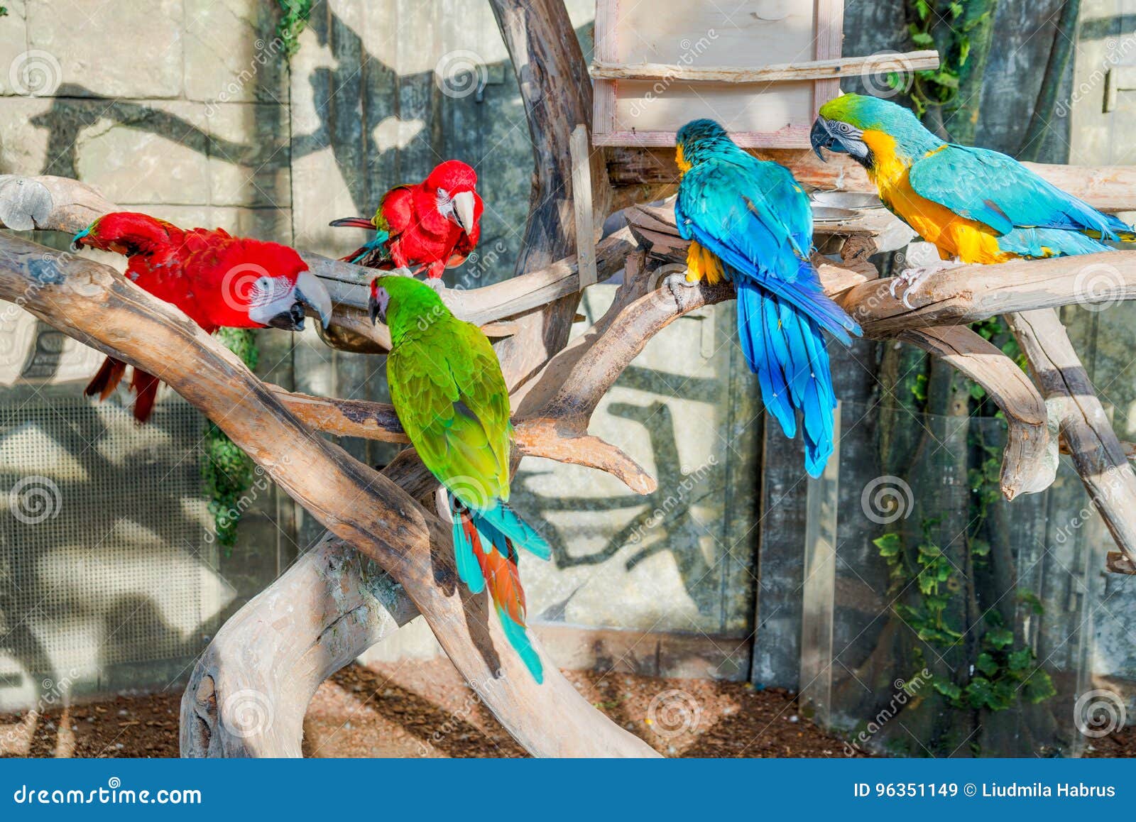 Colorful Flock Of Macaw, Sid On A Branch Royalty-Free Stock Photography ...