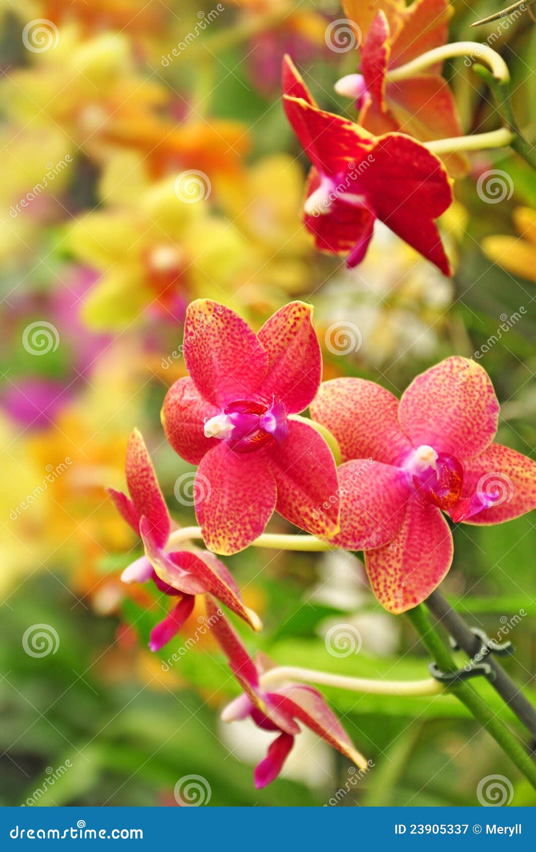 Colorful Flora, Orchid Flowers Stock Image - Image of sell, summer ...