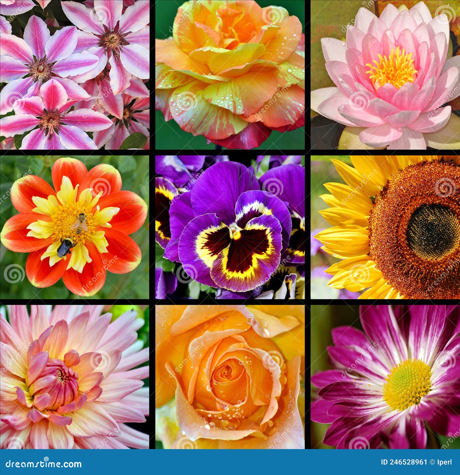 Colorful floral collage stock image. Image of blooming - 246528961