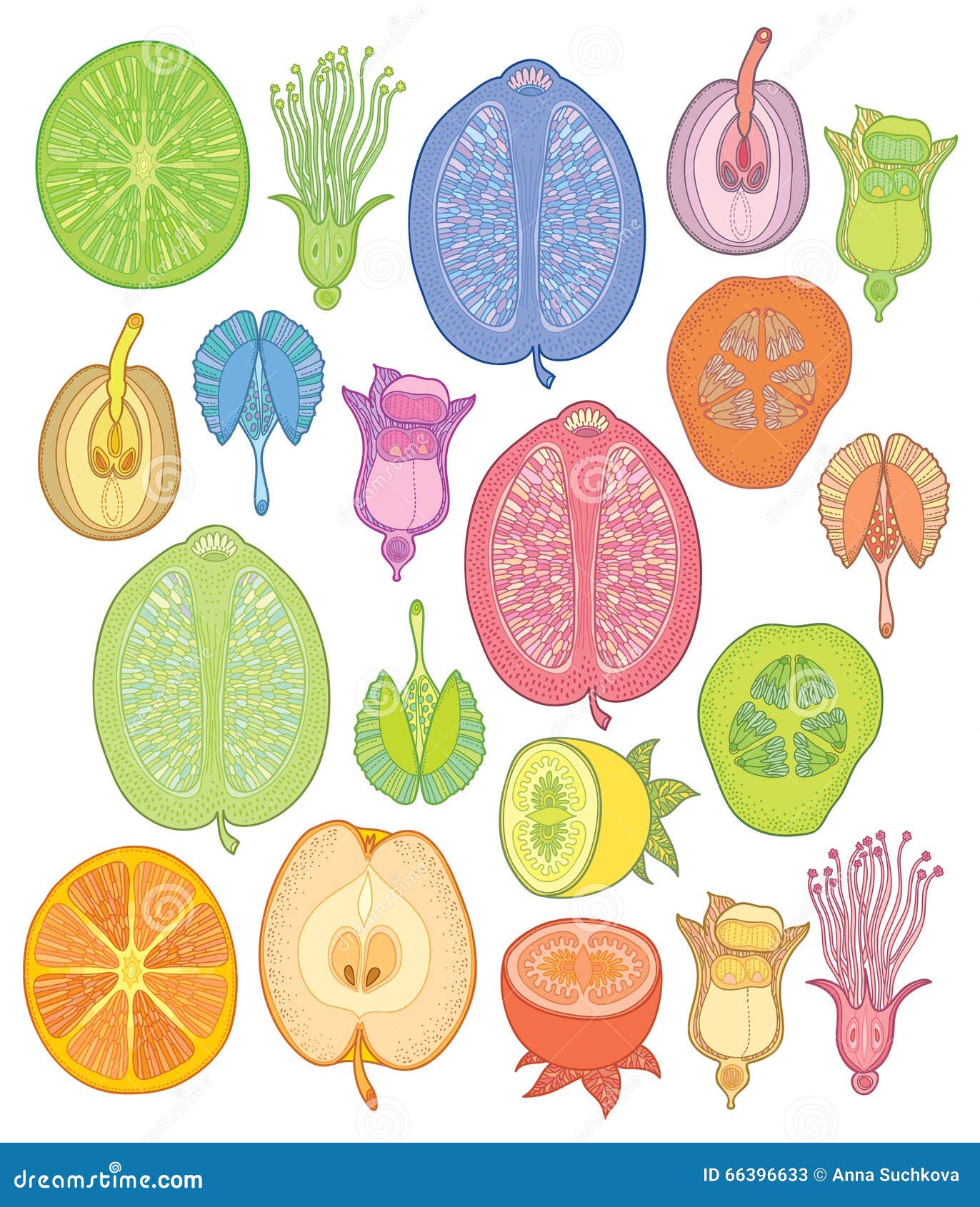 Colorful Floral Fruit Seeds and Plants in Decorative Style Stock Vector ...