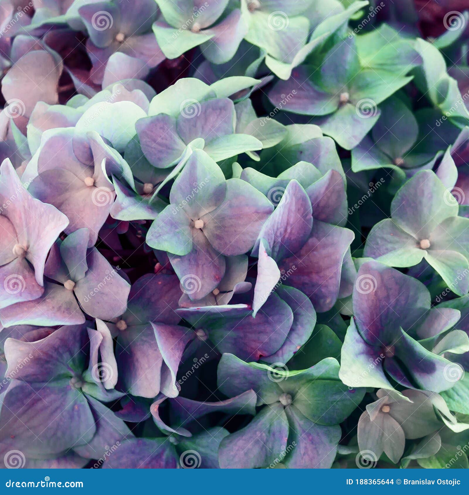 Colorful Floral Hydrangea Flower Background Close Up Stock Photo ...