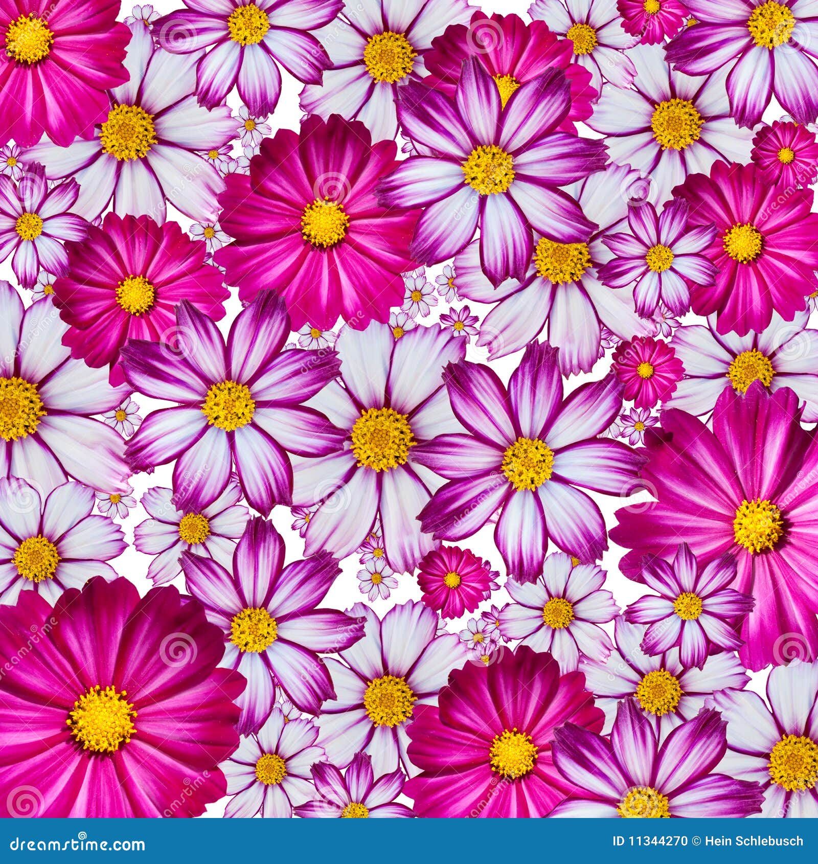 Colorful flower background stock photo. Image of decoration - 11344270