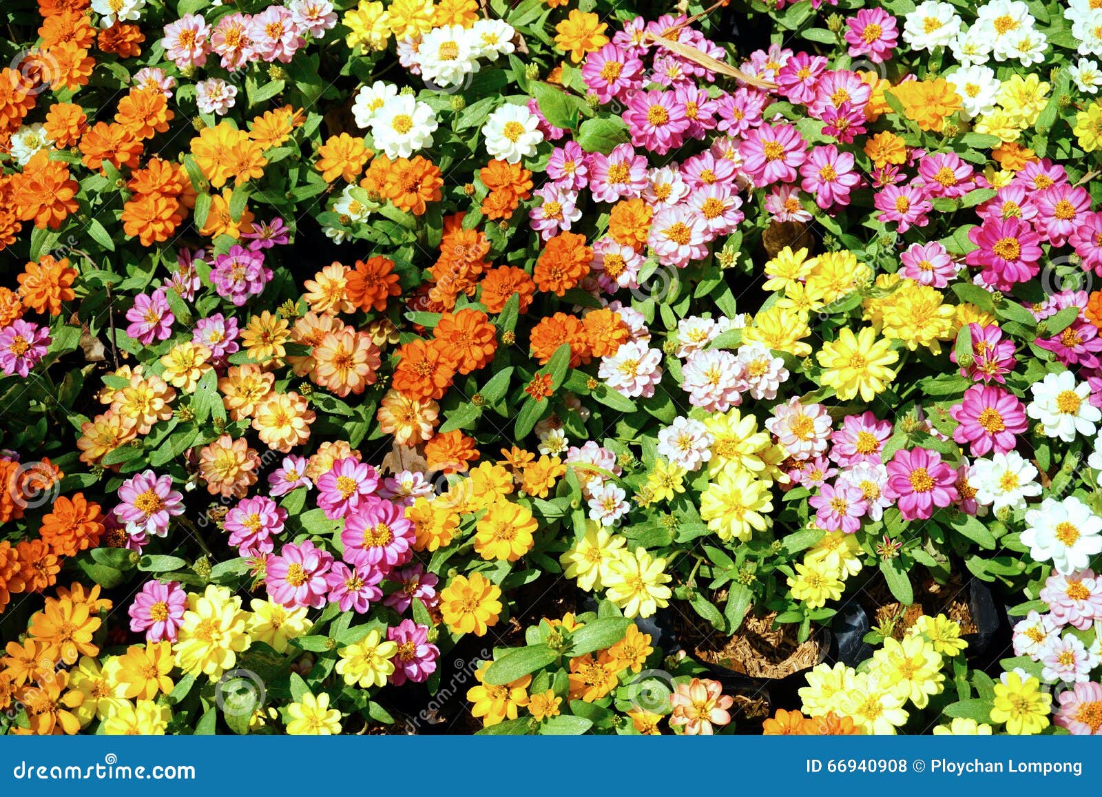 121 Dasada Garden Stock Photos - Free & Royalty-Free Stock Photos from ...