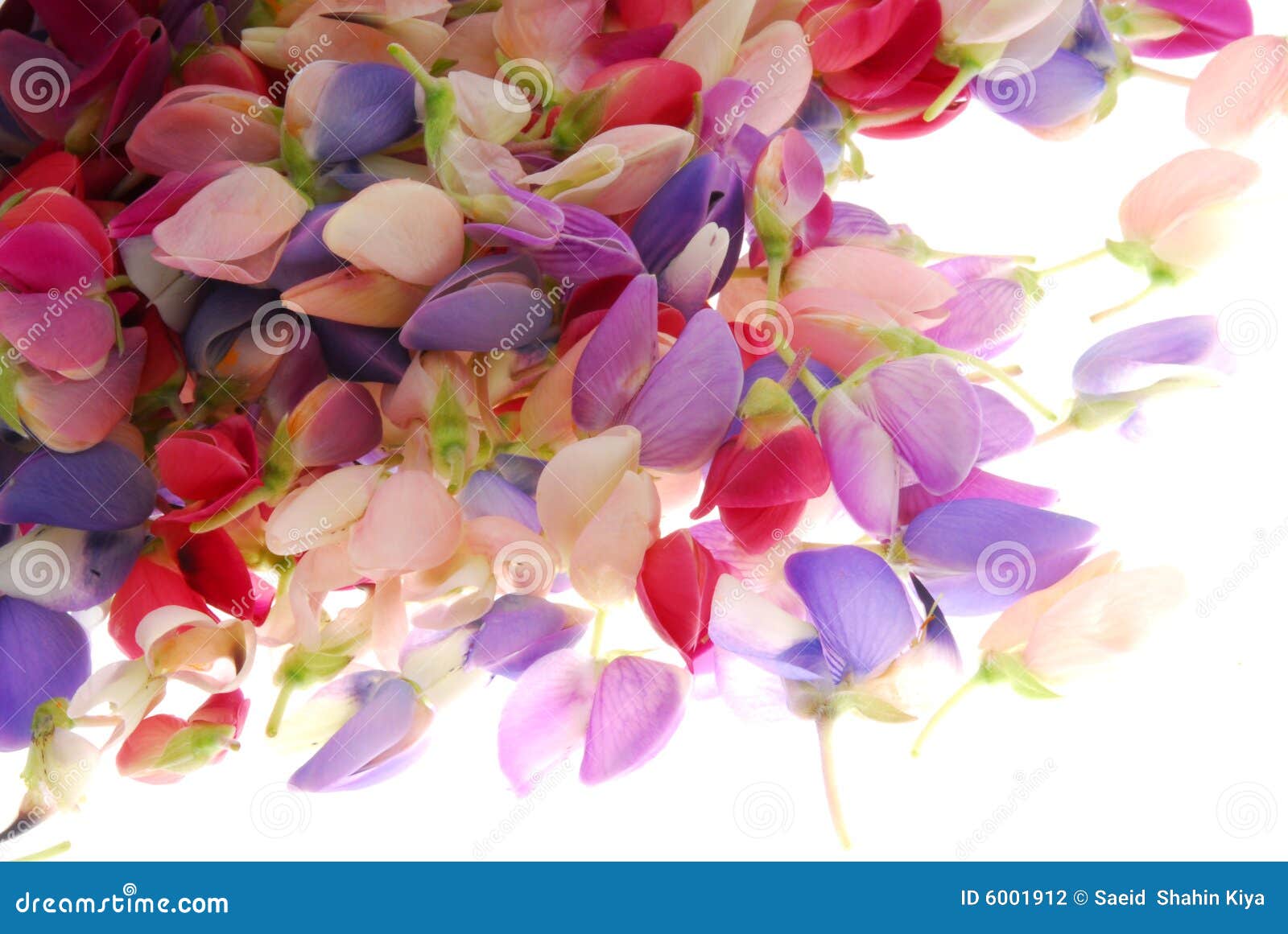 Colorful flower buds stock photo. Image of pastel, flowers - 6001912