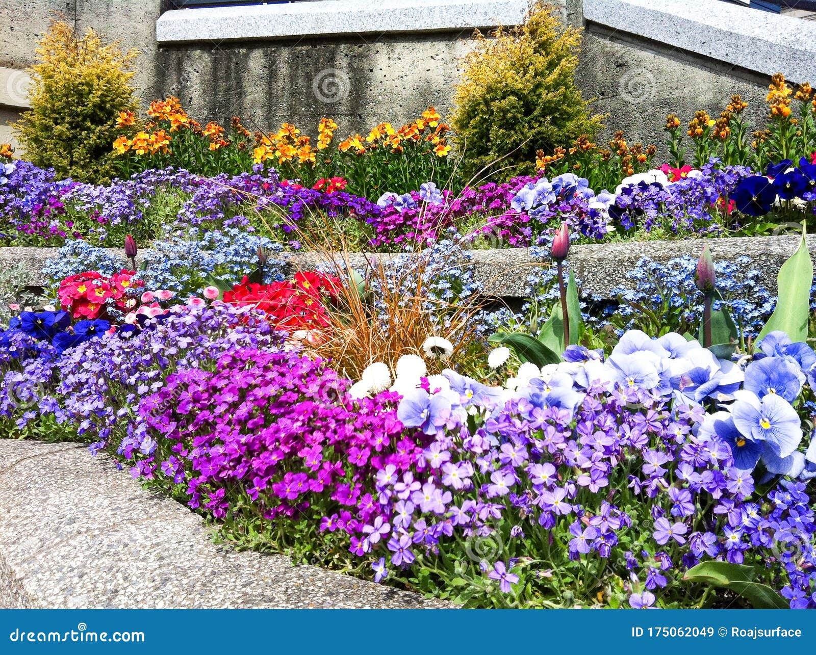 Colorful Flower Bush in Outdoor Botany Garden Natural Park. Beauty ...