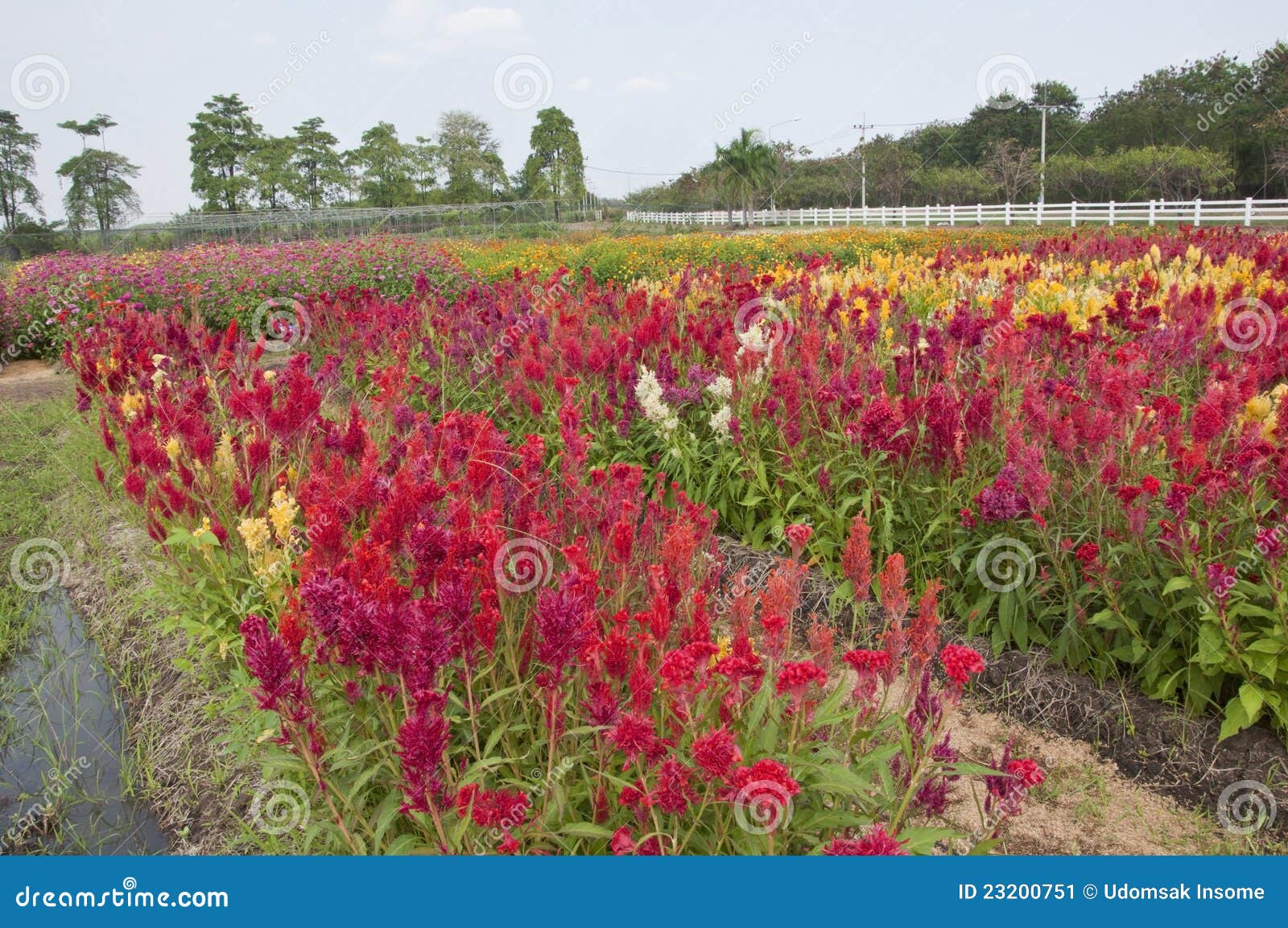 Colorful flower farm stock image. Image of orange, blooming - 23200751