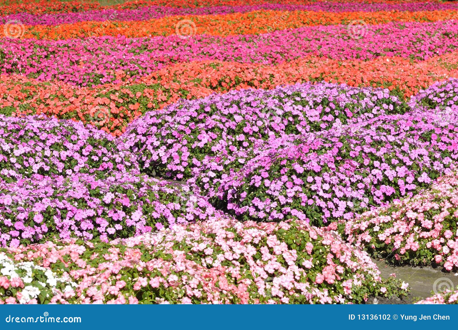 Colorful flower field stock photo. Image of garden, black - 13136102