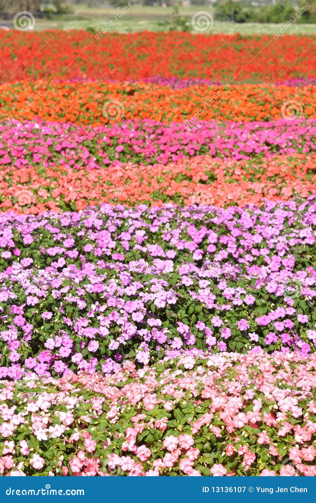 Colorful flower field stock image. Image of farm, season - 13136107