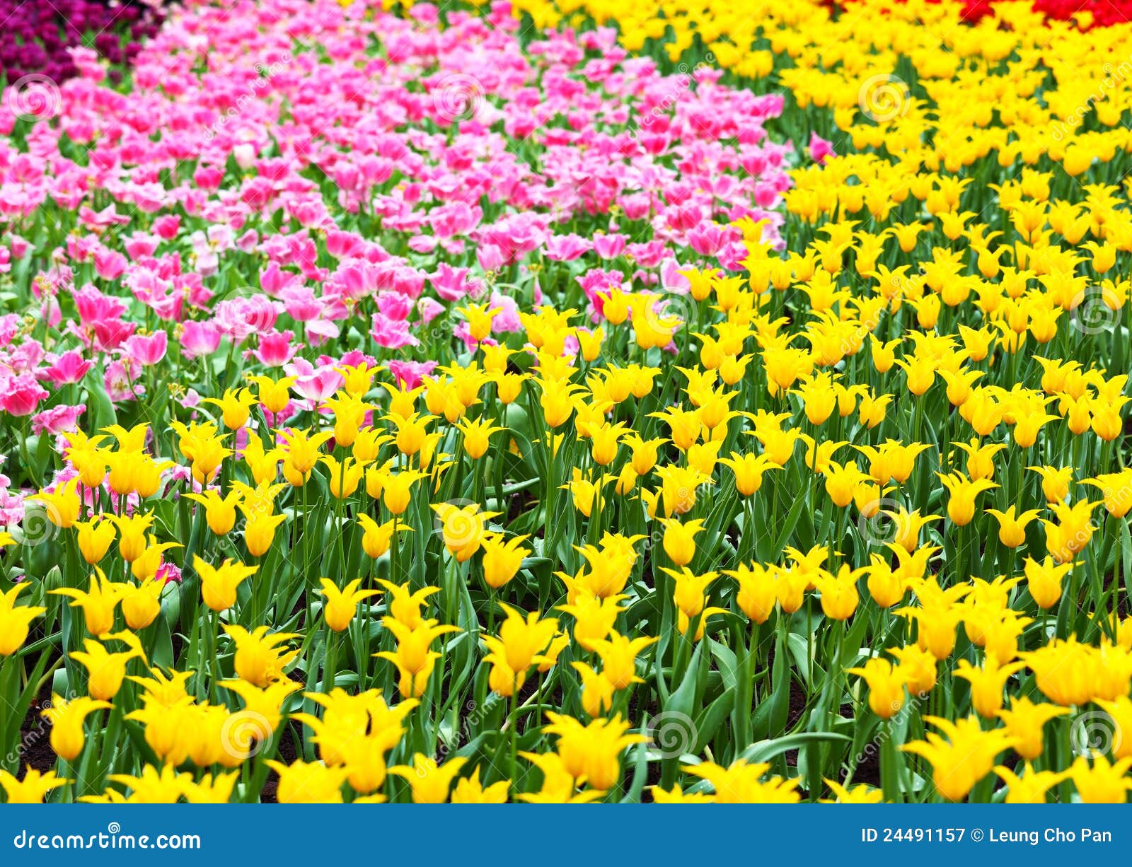 Colorful flower field stock image. Image of seasonal - 24491157