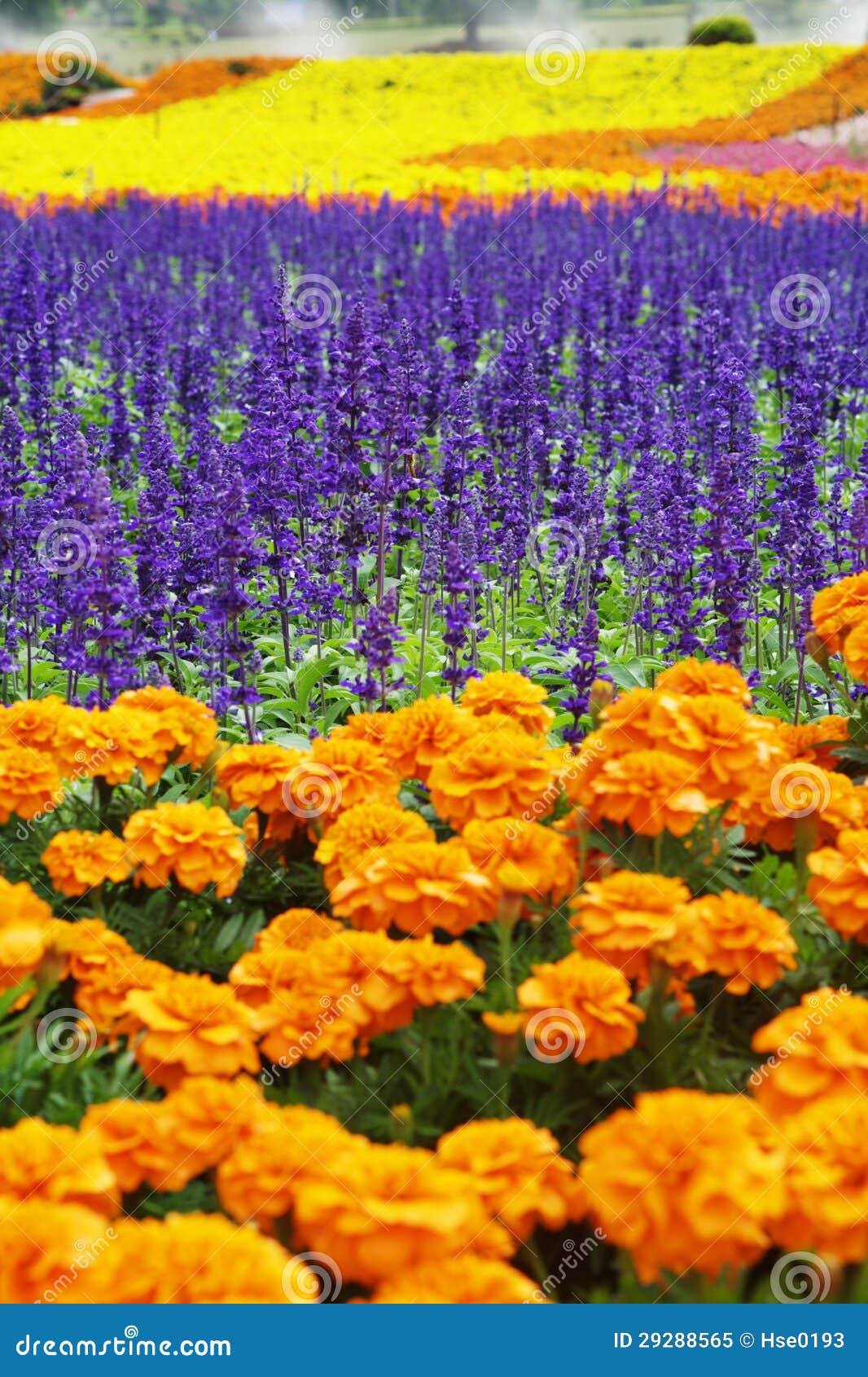 Colorful flower field stock image. Image of colorful - 29288565