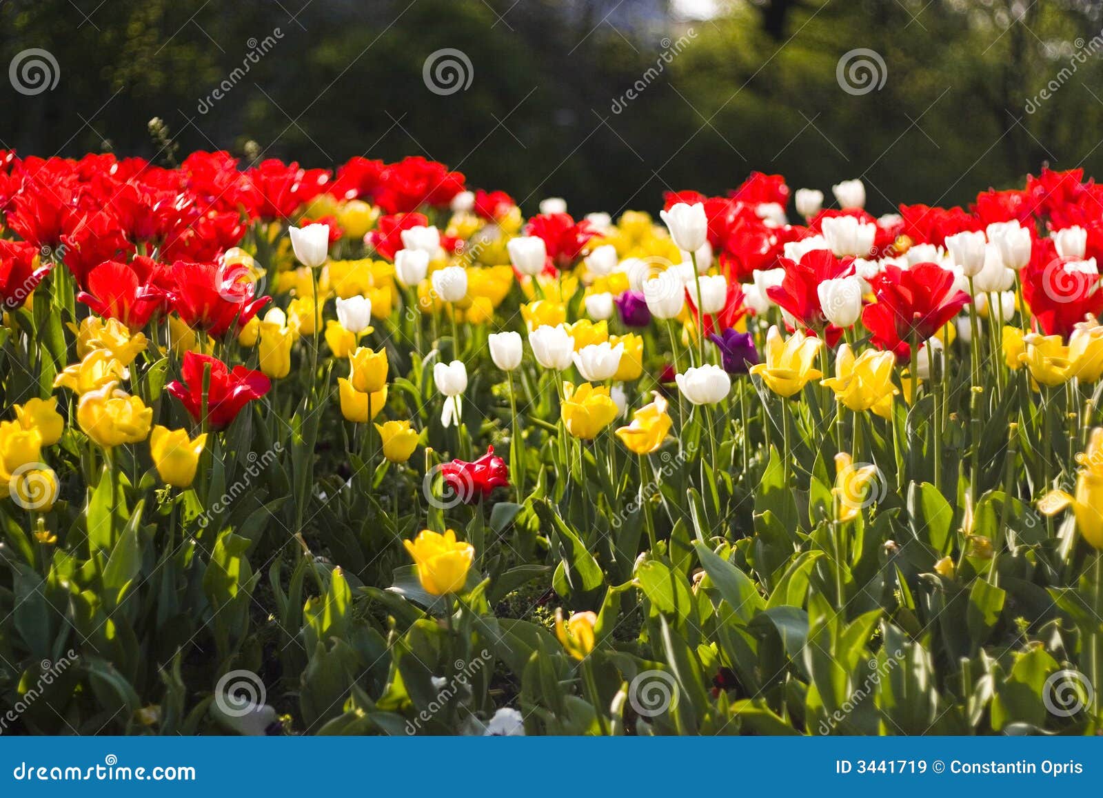 Colorful flower field stock image. Image of beautiful - 3441719