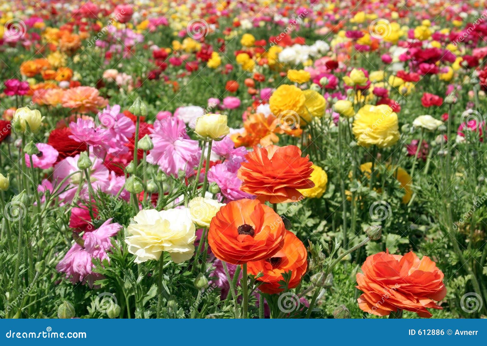 Colorful flower field stock photo. Image of color, blooming - 612886