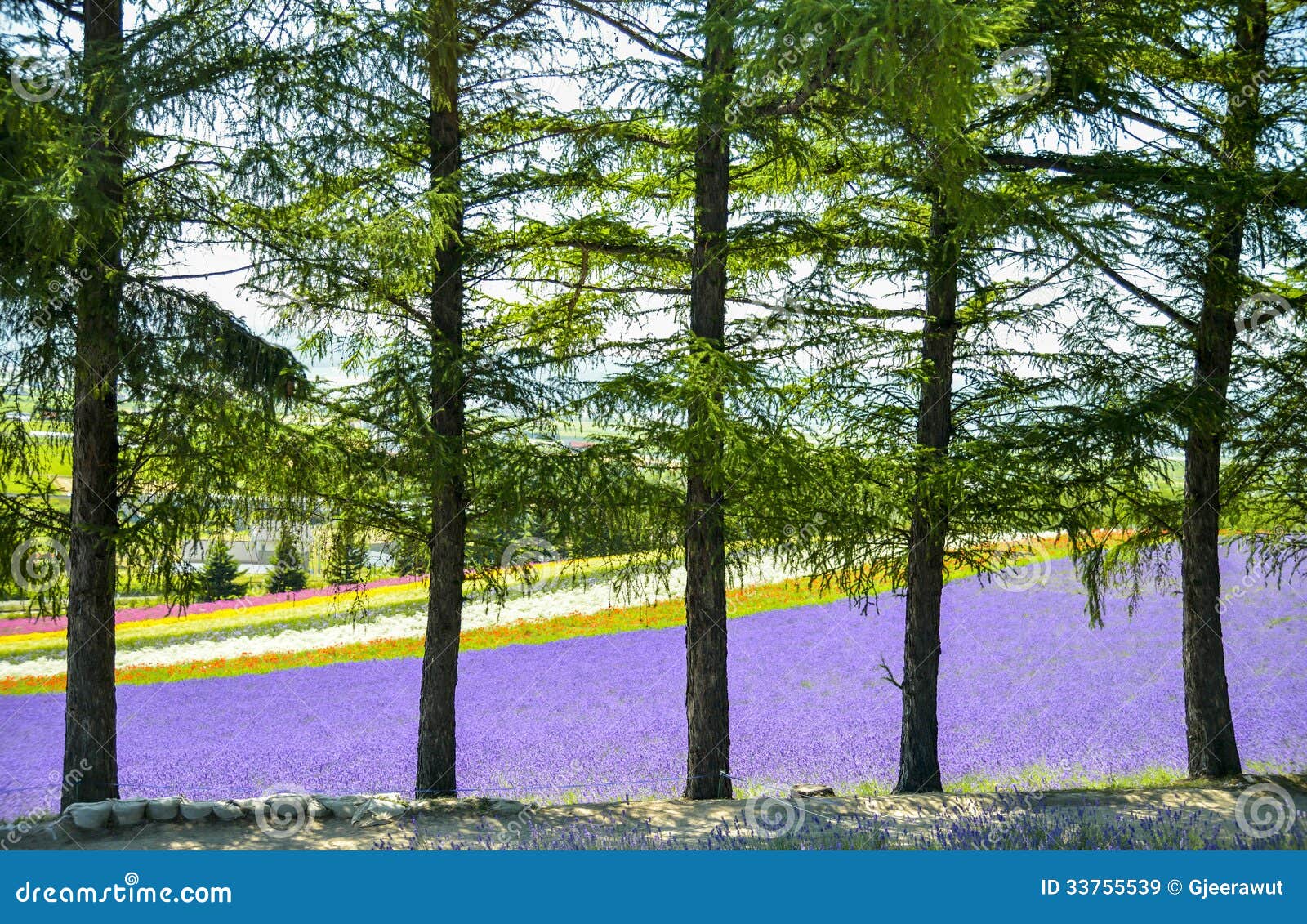 Colorful Flower Field Behind the Trees Stock Image - Image of ...