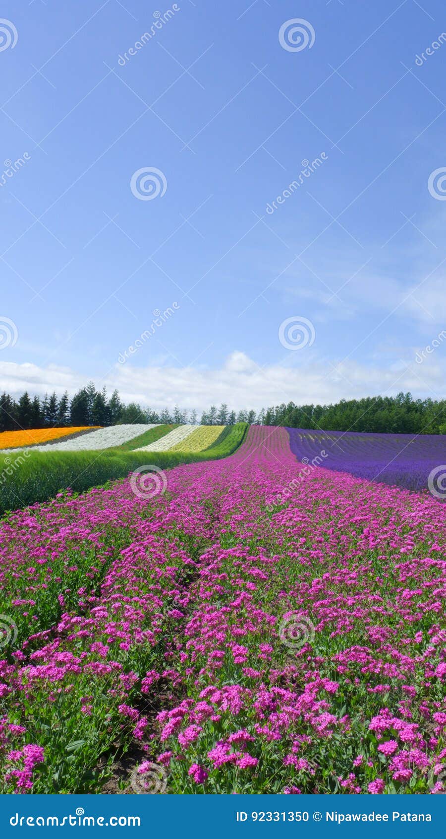 Colorful flower field stock photo. Image of beautiful - 92331350